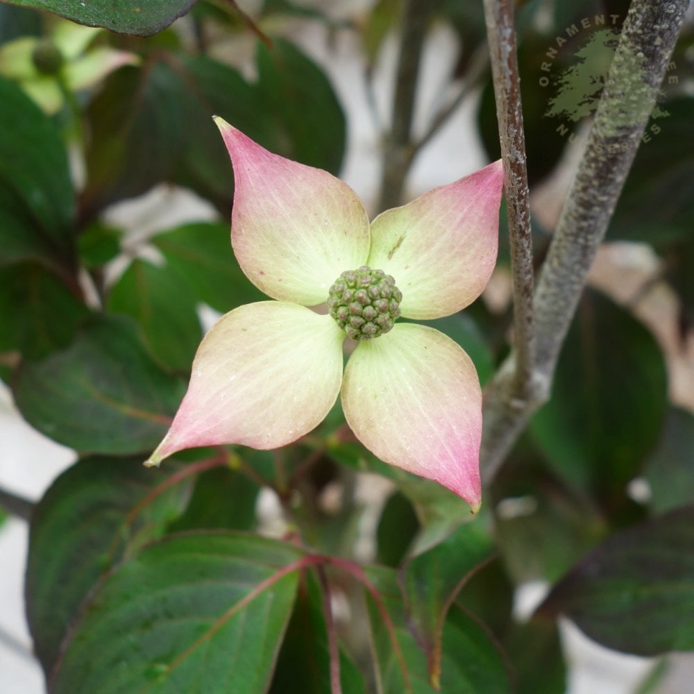 Cornus kousa Cappuccino | Flowering Dogwood | Ornamental Trees