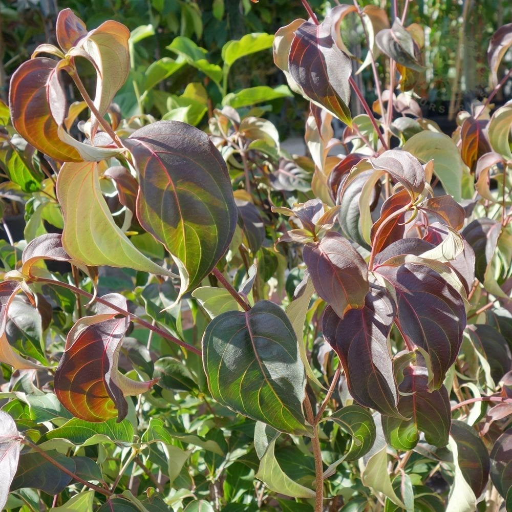 Cornus kousa Cappuccino | Flowering Dogwood | Ornamental Trees