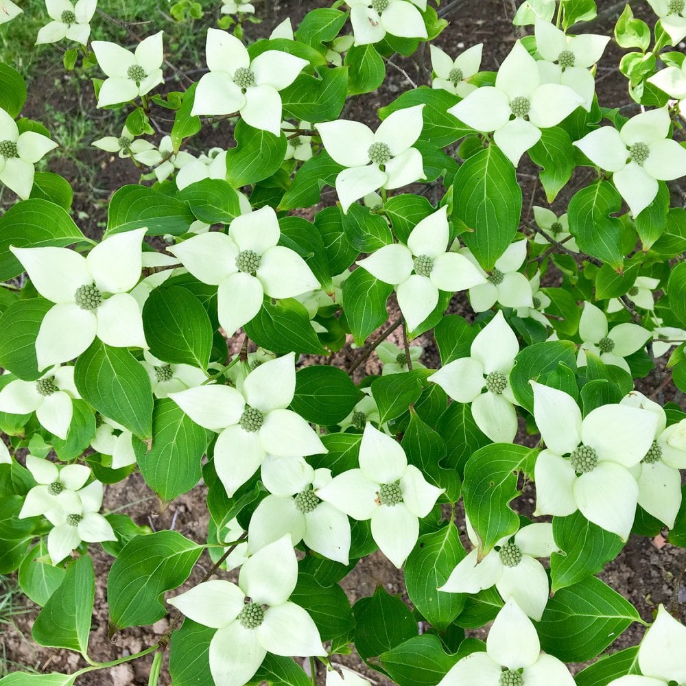 Cornus kousa China Girl | Flowering Chinese Dogwood | Ornamental Trees
