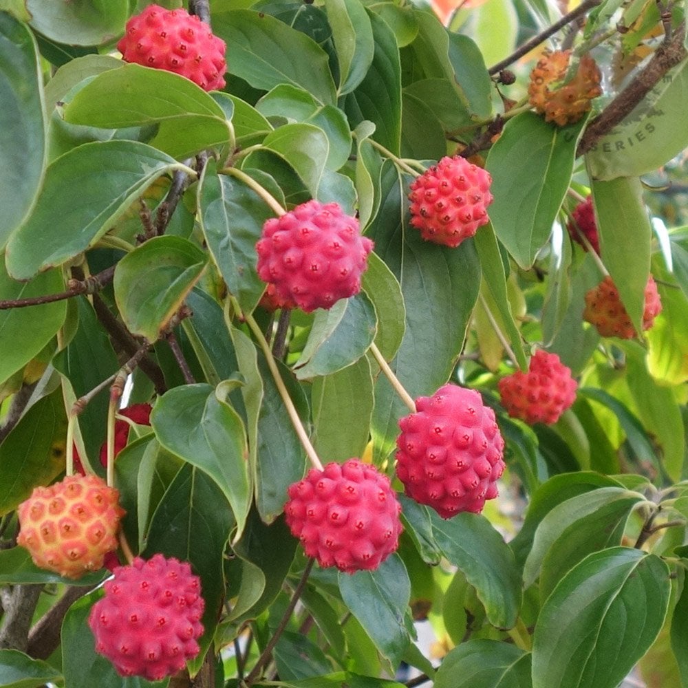 Cornus kousa var chinensis White Flowering Dogwood | Ornamental Trees