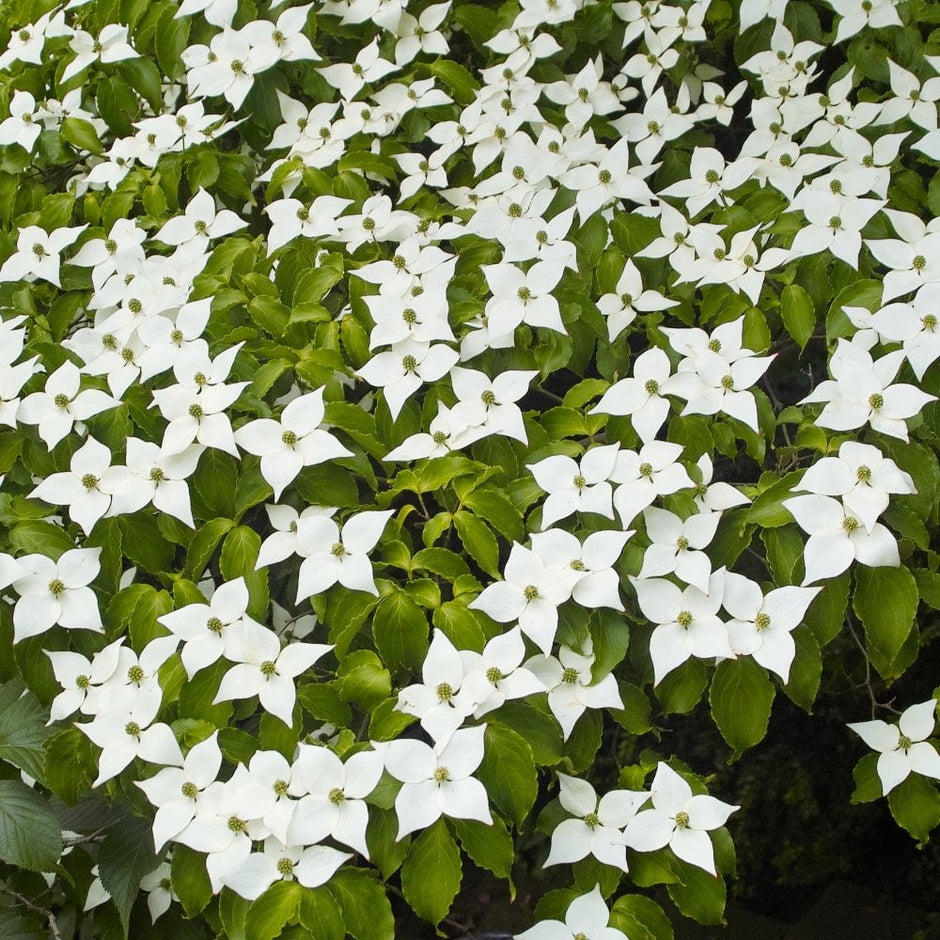 White & Cream Flowering Trees | Ornamental Trees