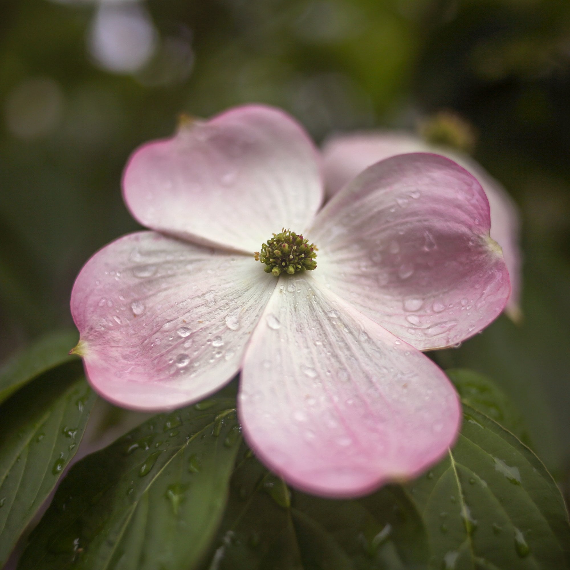 Cornus Stellar Pink | Pink Flowering Dogwood Tree | Ornamental Trees