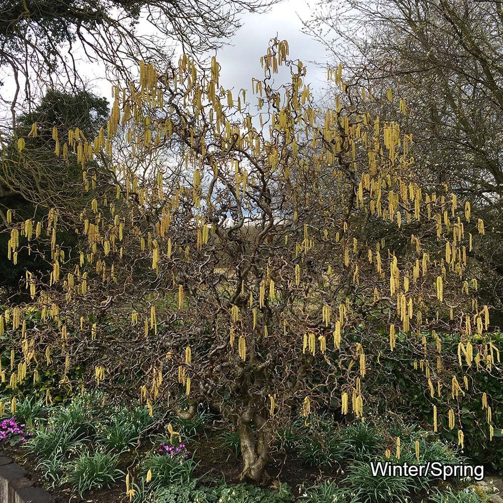 Corylus avellana Contorta | Twisted Corkscrew Hazel | Ornamental Trees