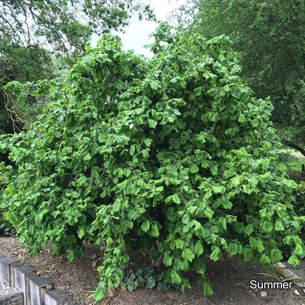 Corylus avellana Contorta | Twisted Corkscrew Hazel | Ornamental Trees