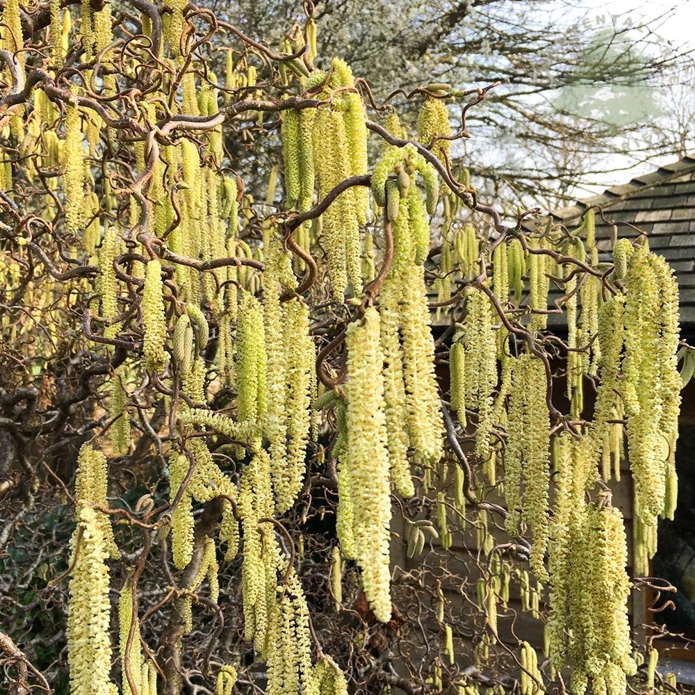 Corylus avellana Contorta | Twisted Corkscrew Hazel | Ornamental Trees