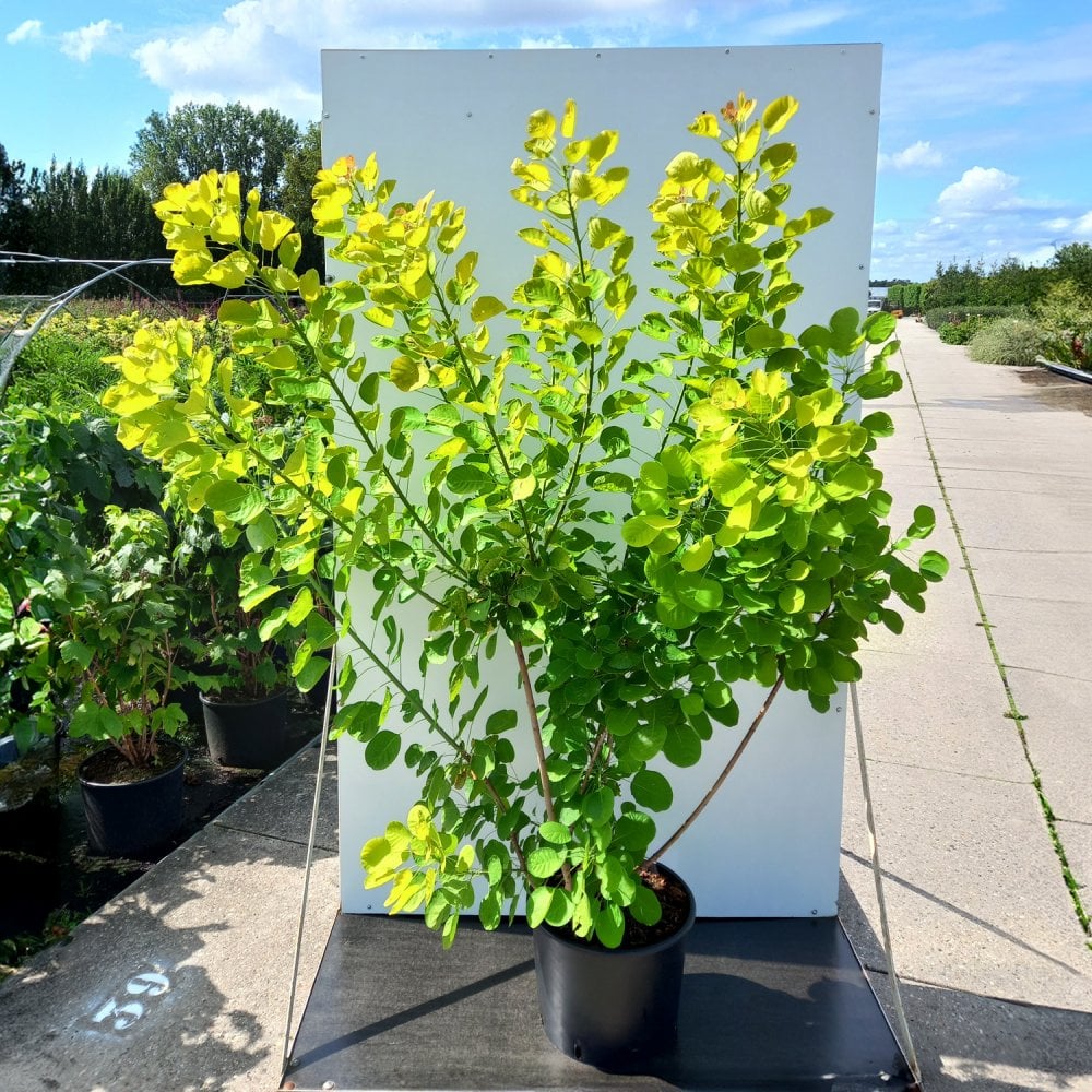 Cotinus coggygria Golden Spirit | Smoke Bush Trees | Ornamental Trees