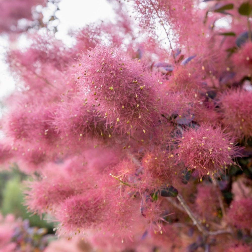 Cotinus Dusky Maiden | Flowering Smoke Bush | Ornamental Trees