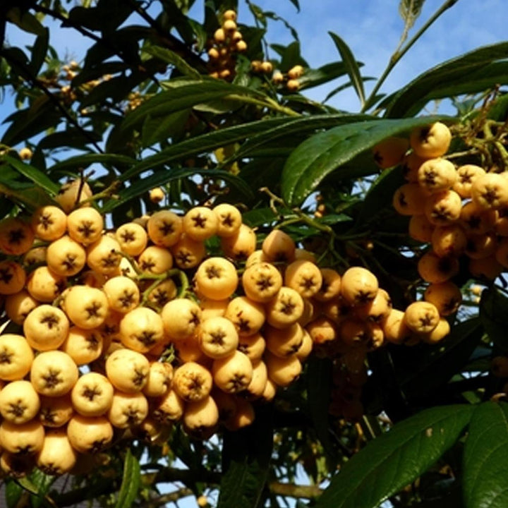 Cotoneaster suecicus Juliette | Variegated Cotoneaster | Ornamental Trees