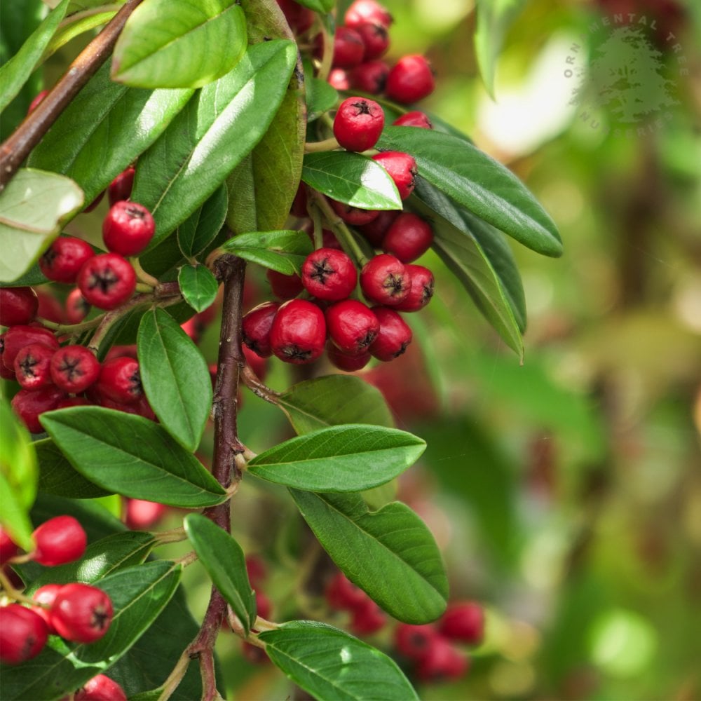 Cotoneaster Hybridus Pendulus | Weeping Cotoneaster | Ornamental Trees