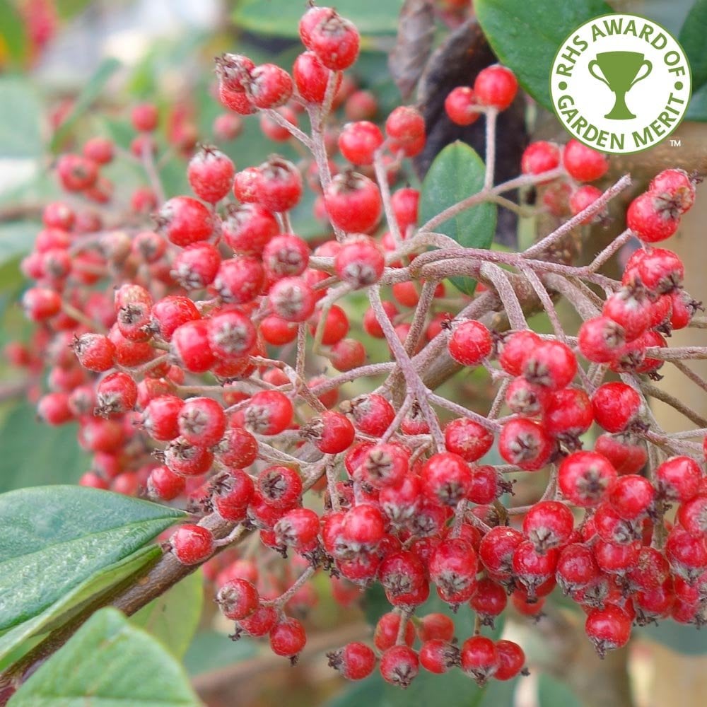 Cotoneaster Lacteus | Evergreen Cotoneaster Tree | Ornamental Trees