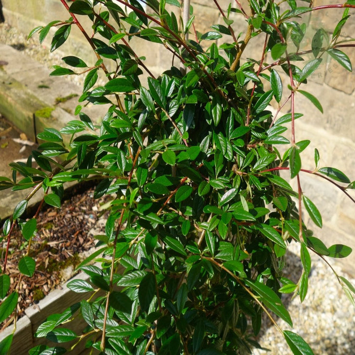 Cotoneaster Hybridus Pendulus | Weeping Cotoneaster | Ornamental Trees