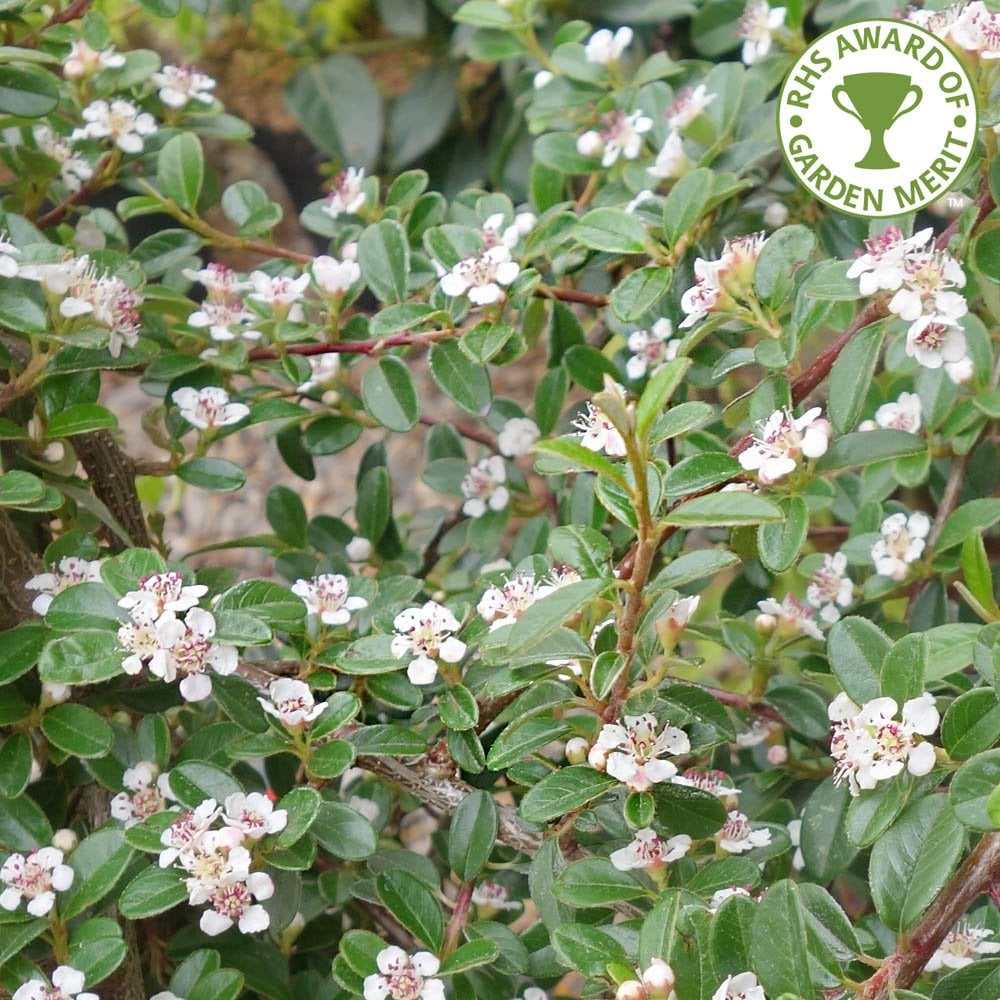 Cotoneaster x suecicus Coral Beauty | Dwarf Cotoneaster | Ornamental Trees