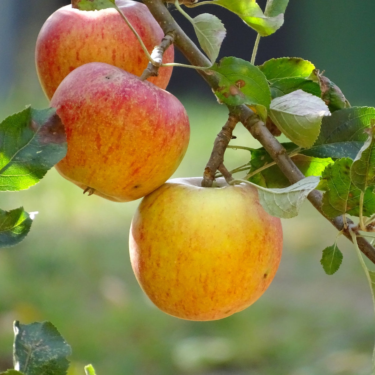 Coxs Orange Pippin Apple Tree | Buy Cox Apple Trees | Ornamental Trees