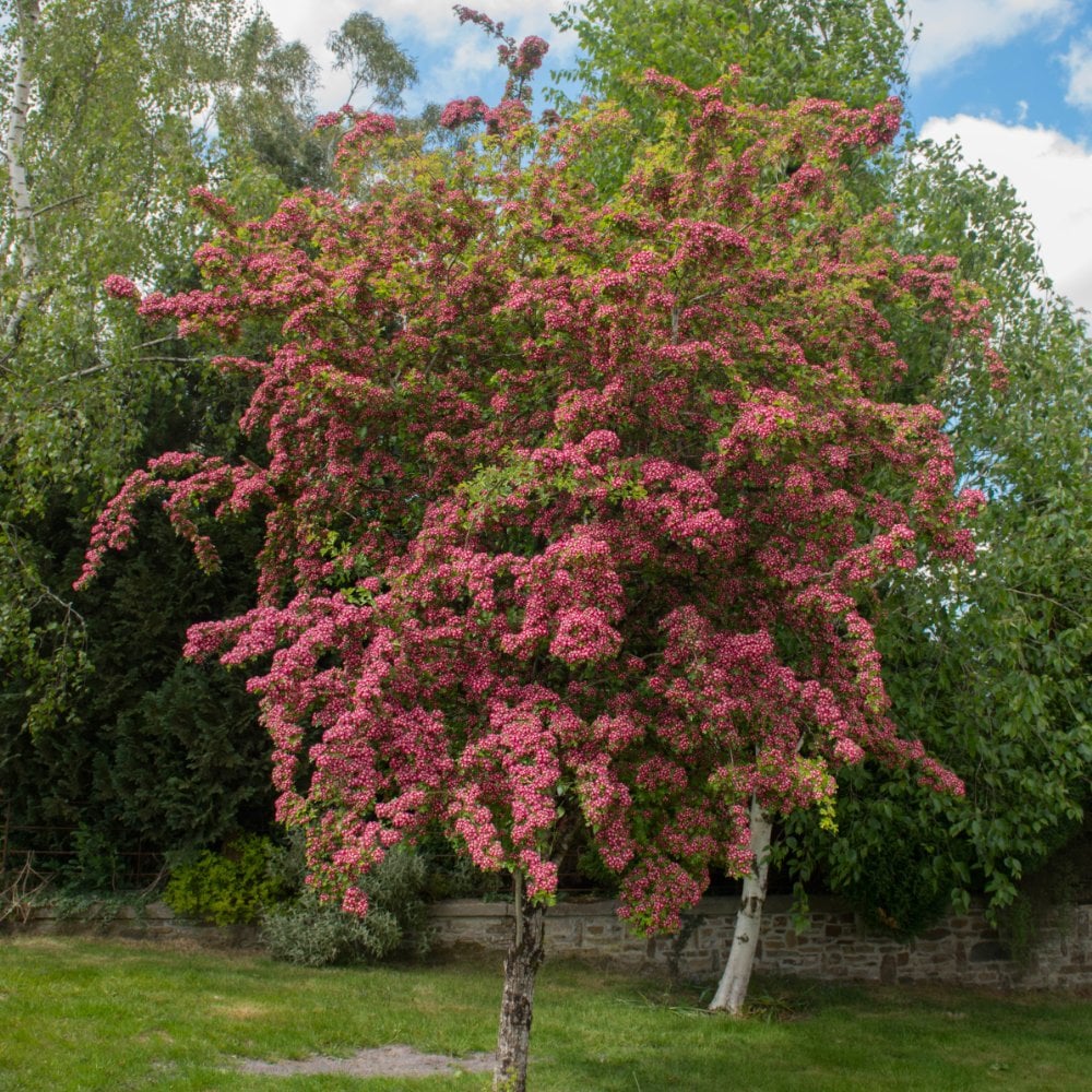 Crataegus laevigata Crimson Cloud | Hawthorn Tree | Ornamental Trees