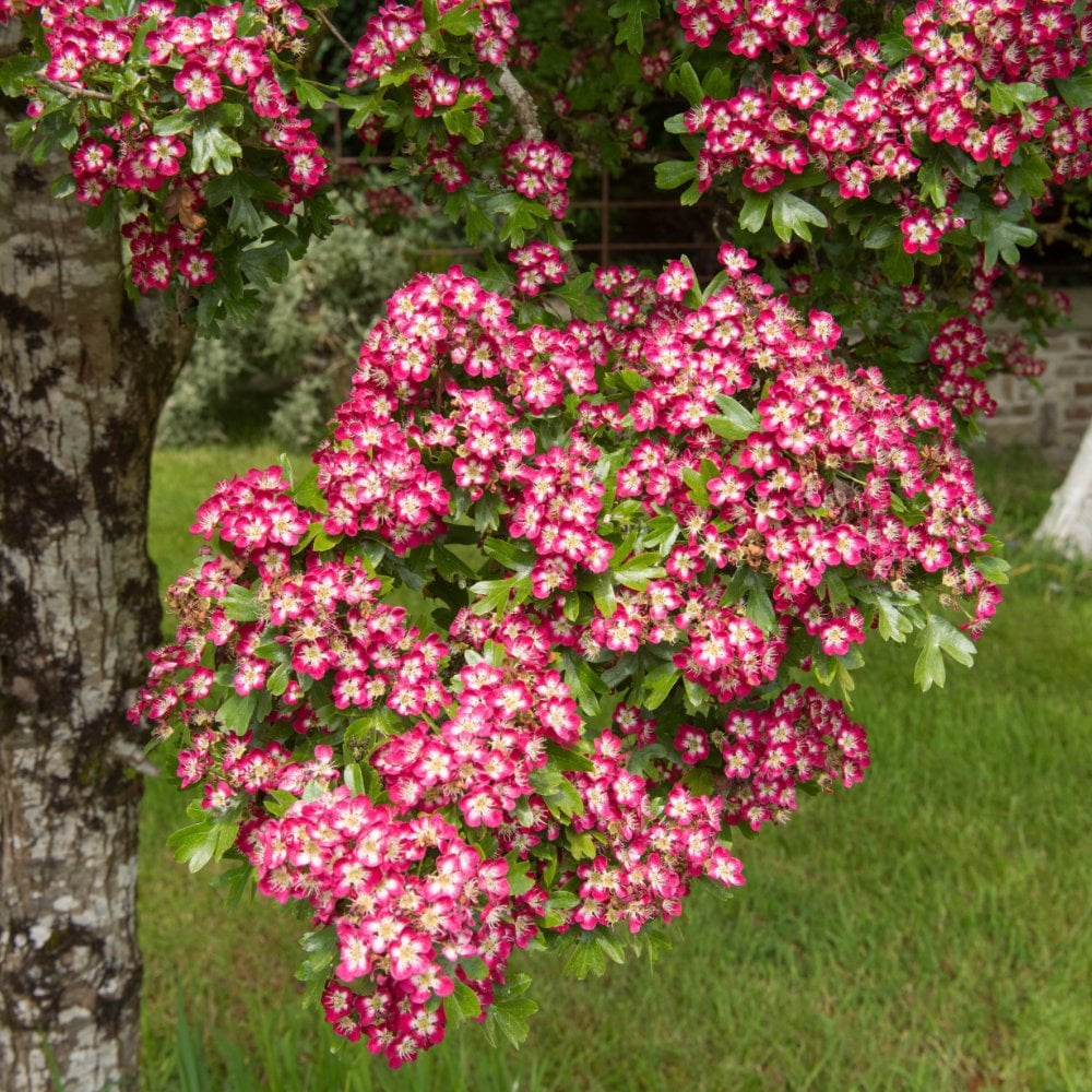 Crataegus laevigata Crimson Cloud | Hawthorn Tree | Ornamental Trees