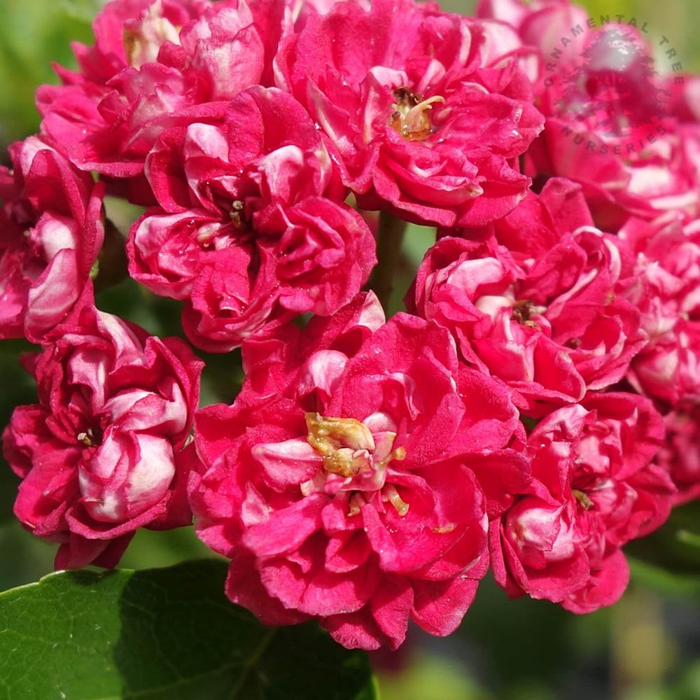 Crataegus laevigata Pauls Scarlet Crimson Hawthorn | Ornamental Trees