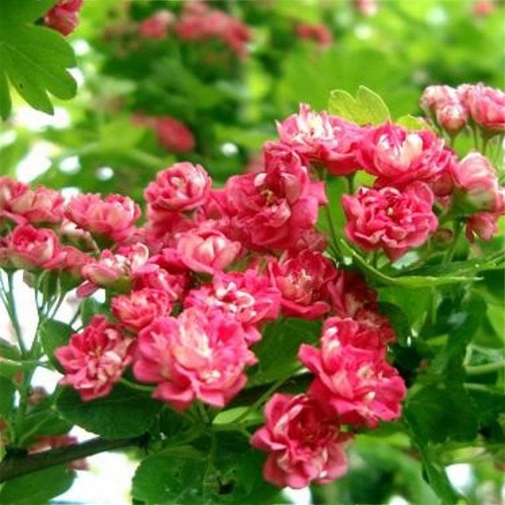 Crataegus laevigata Pauls Scarlet Crimson Hawthorn | Ornamental Trees