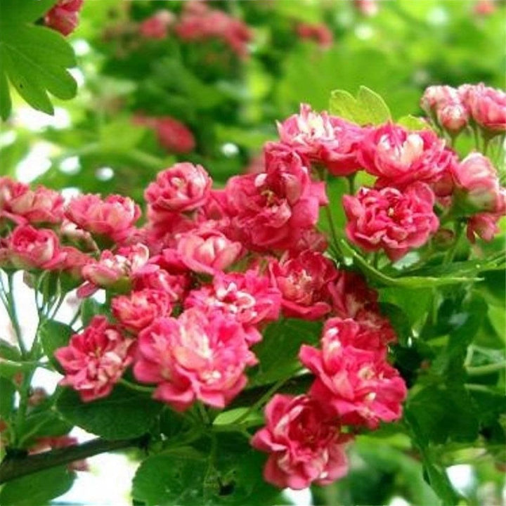 Hawthorn Trees For Sale | Crataegus Maythorn | Ornamental Trees