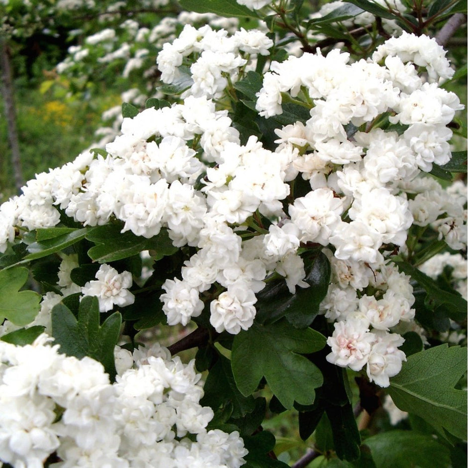 Hawthorn Trees For Sale | Crataegus Maythorn | Ornamental Trees