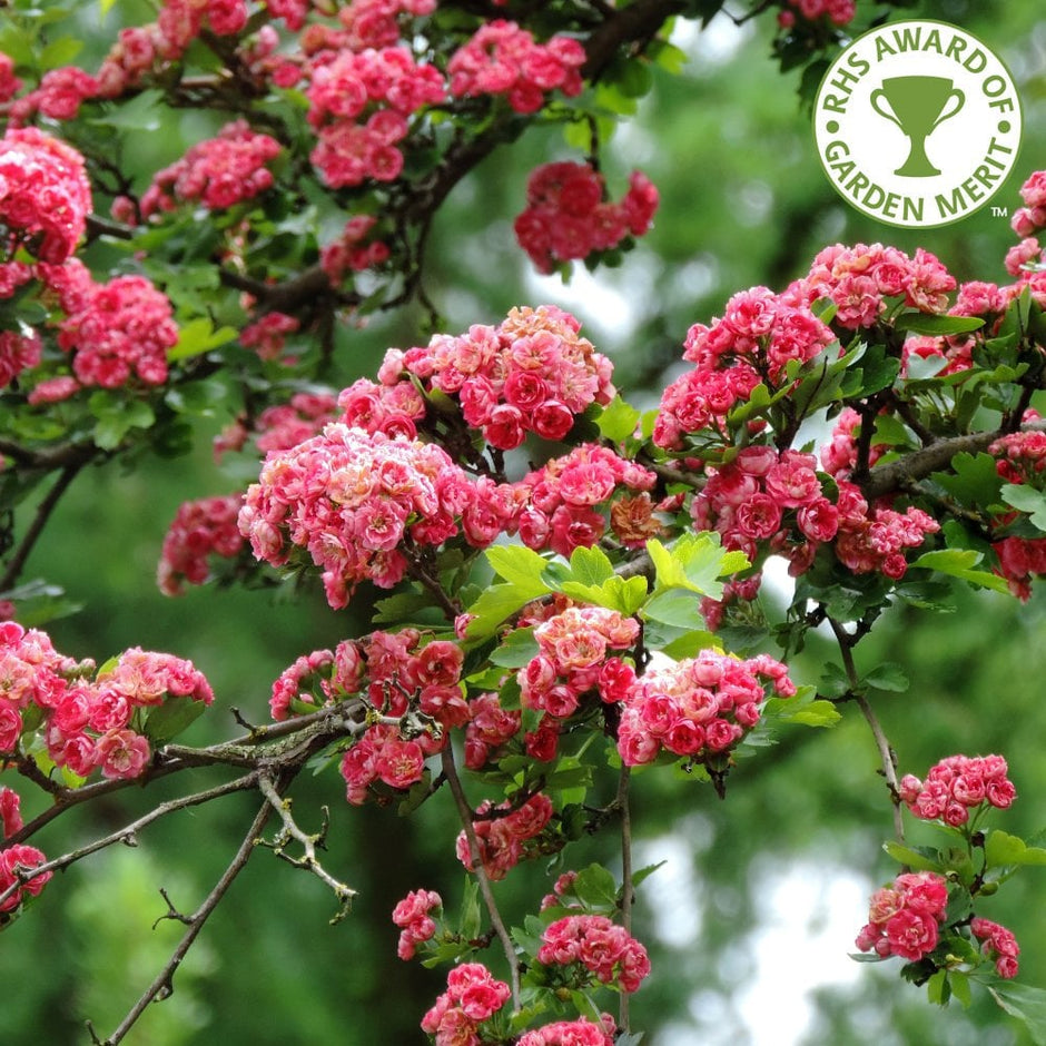 Hawthorn Trees For Sale | Crataegus Maythorn | Ornamental Trees