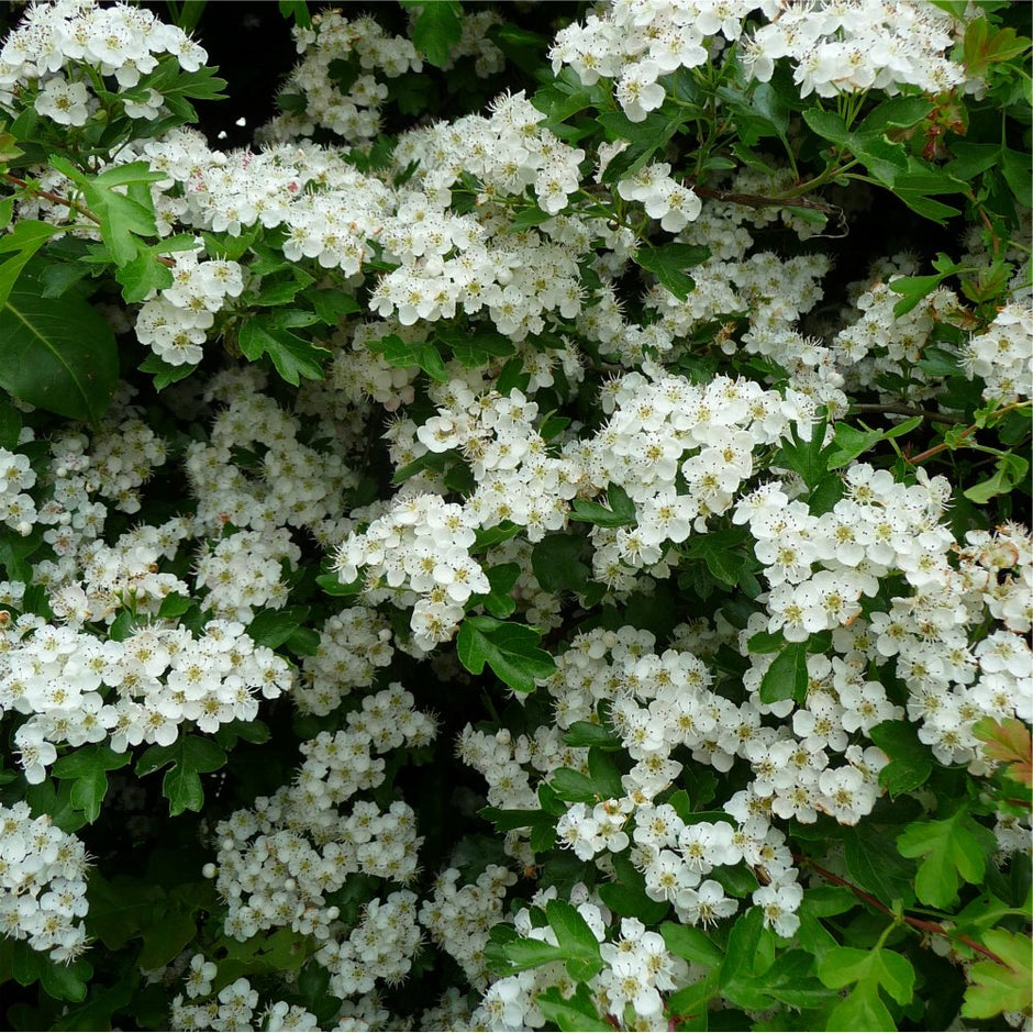 Hawthorn Trees For Sale | Crataegus Maythorn | Ornamental Trees