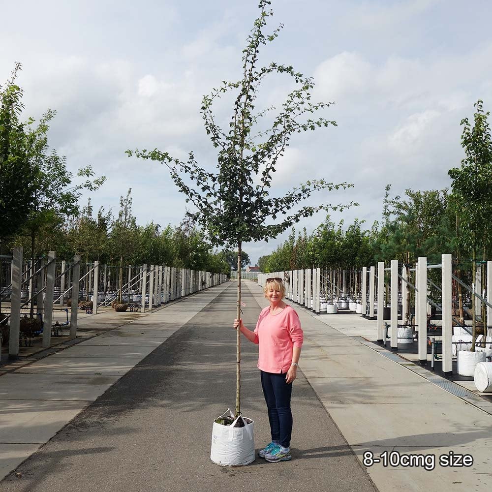 Crataegus monogyna | Common Hawthorn | Native May Tree | Ornamental Trees