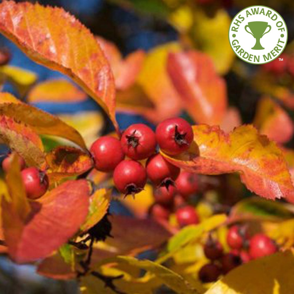 Crataegus persimilis Prunifolia | Broad-leaved Cockspur | Ornamental Trees