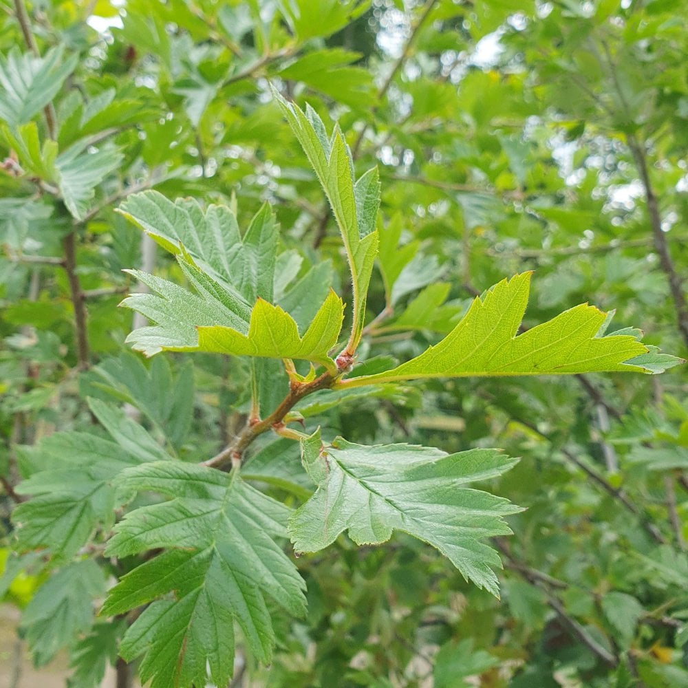 Crataegus viridis Winter King | Flowering Hawthorn | Ornamental Trees