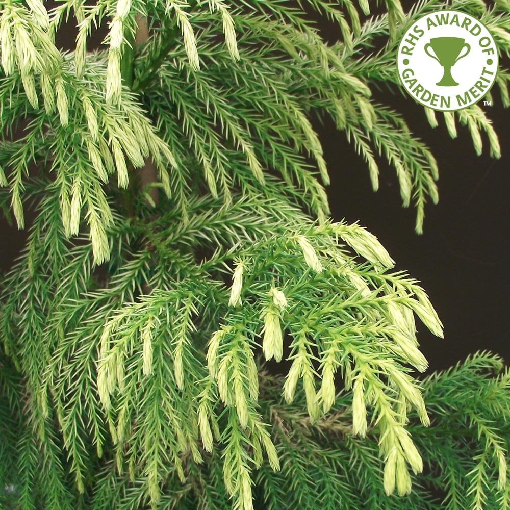Cryptomeria japonica Sekkan-sugi | Japanese Cedar Trees – Ornamental Trees