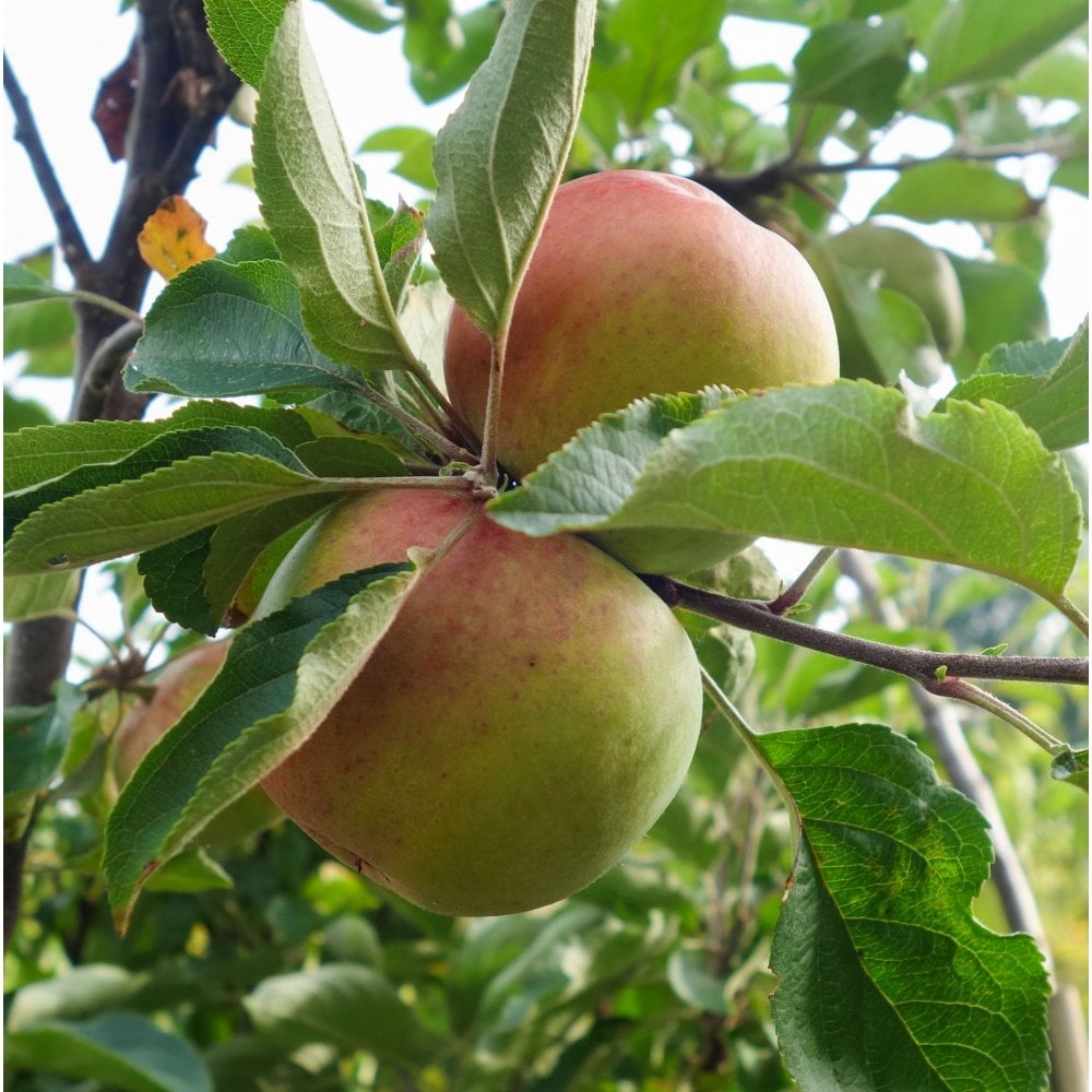 Apple Dabinett | Buy Self Fertile Cider Apple Trees – Ornamental Trees