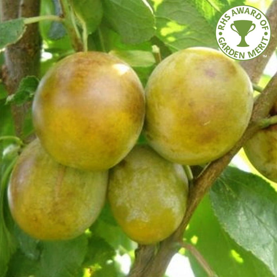 Oullins Golden Gage Tree | Dual Purpose Gages | Ornamental Trees