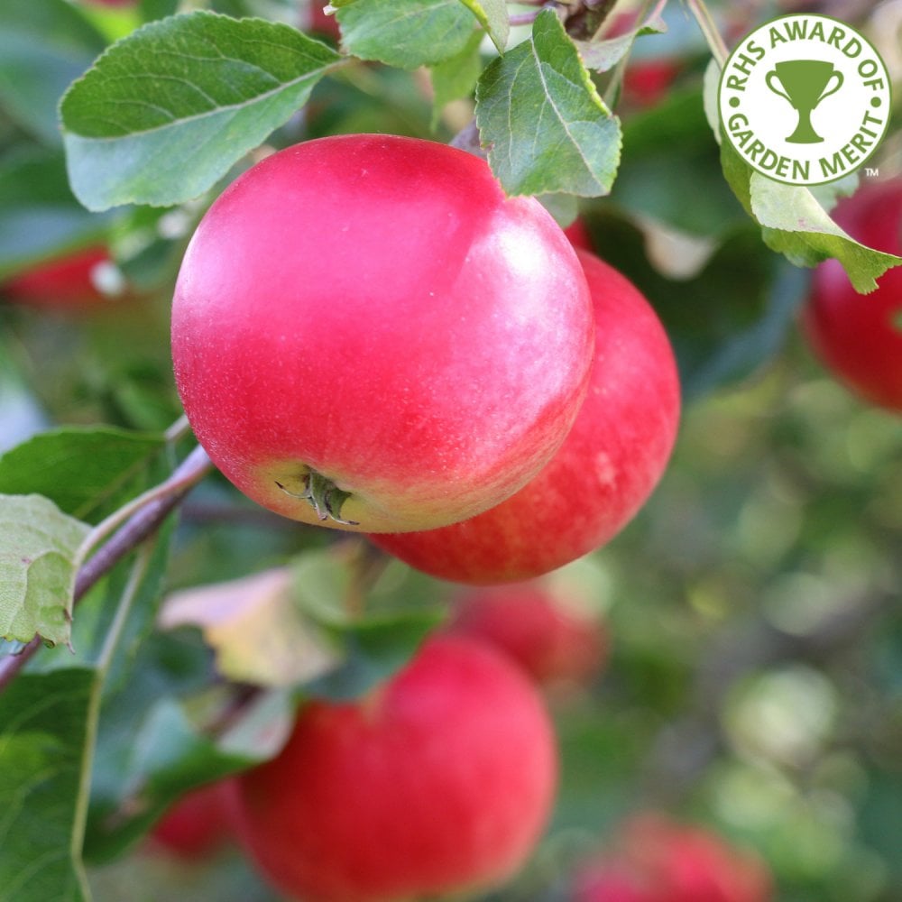 Discovery Apple Trees For Sale | Popular Sweet Apples | Ornamental Trees