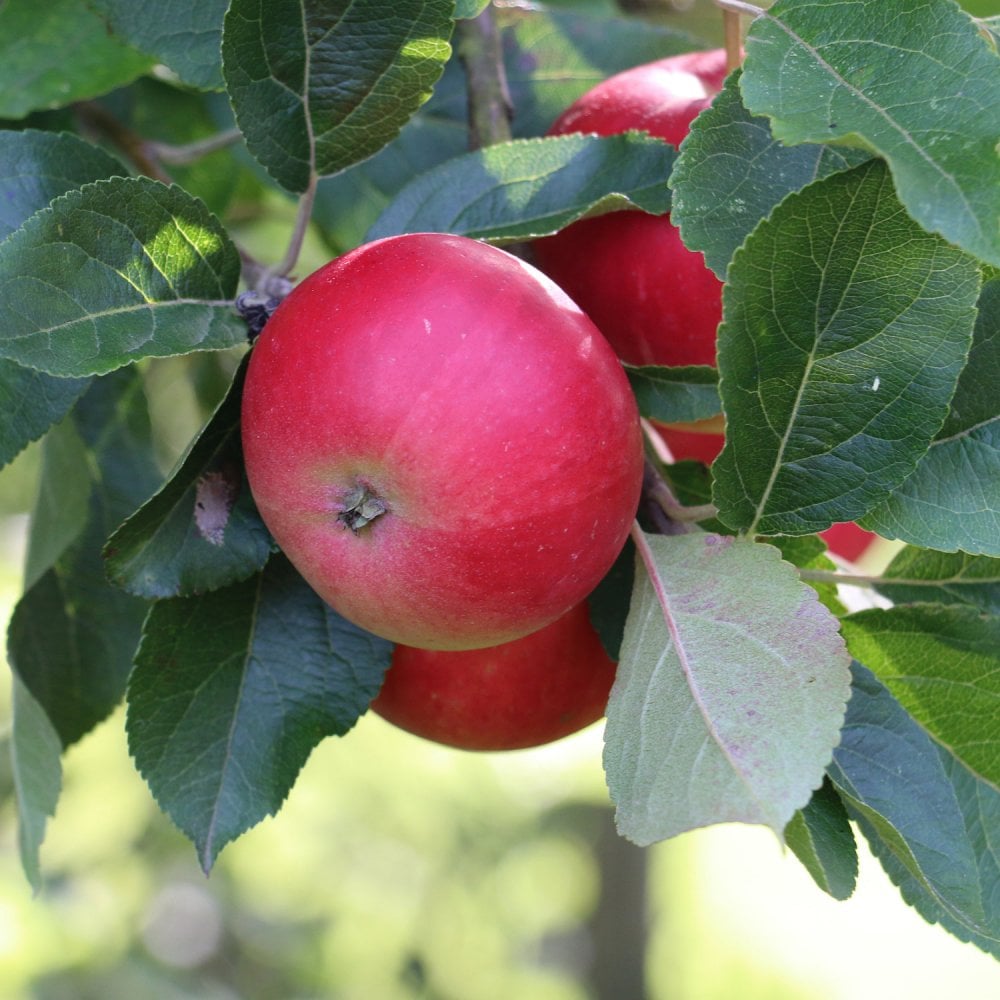 Discovery Apple Trees For Sale | Popular Sweet Apples | Ornamental Trees