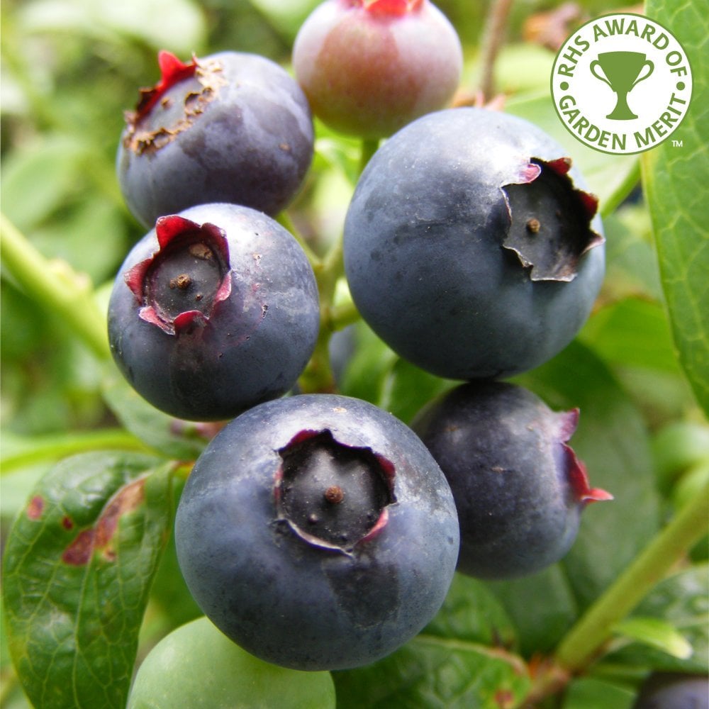 Duke Blueberry Bush Plants For Sale | Vaccinium | Ornamental Trees