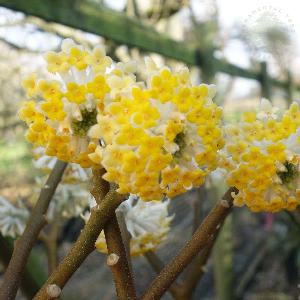 Edgeworthia Chrysantha Grandiflora Paperbush | Ornamental Trees