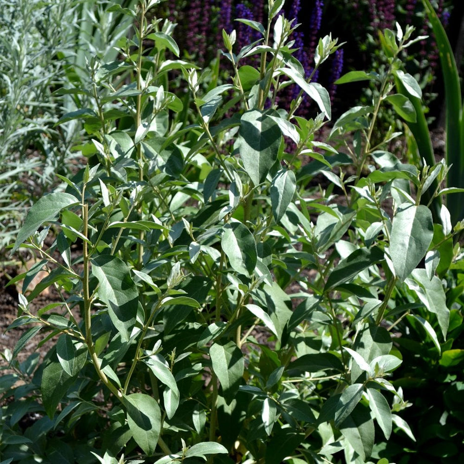 Pleached Elaeagnus ebbingei Compacta | Oleaster | Ornamental Trees