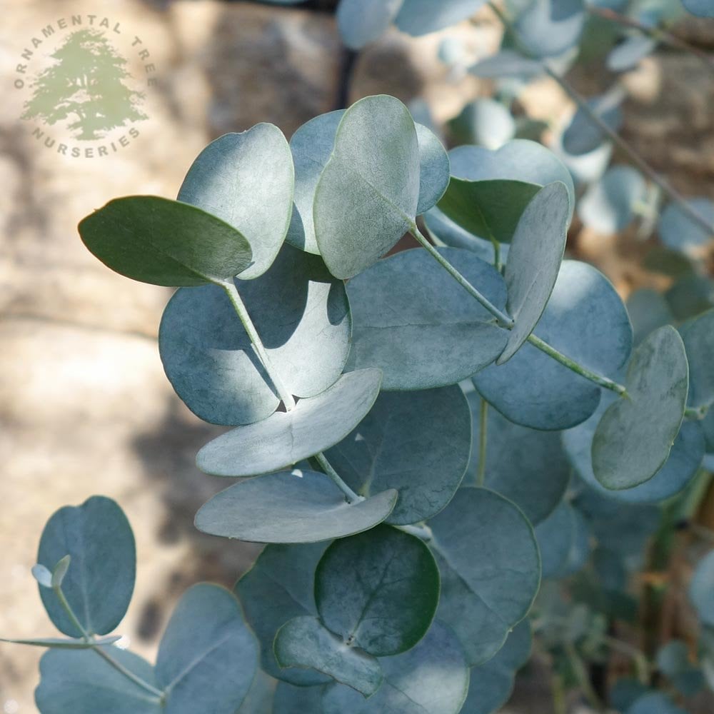 Eucalyptus gunnii Azura | Small Evergreen Gum Tree | Ornamental Trees