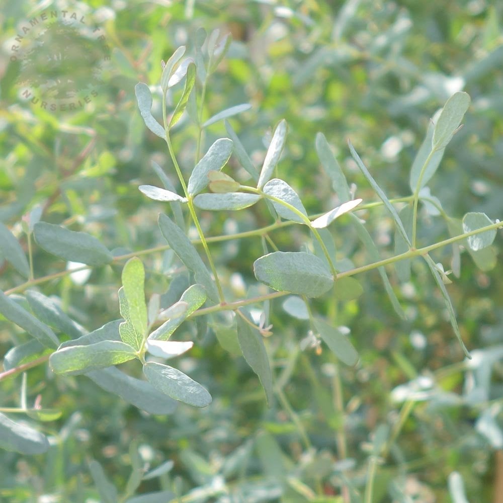 Eucalyptus gunnii France Bleu | Dwarf Gum Tree | Ornamental Trees