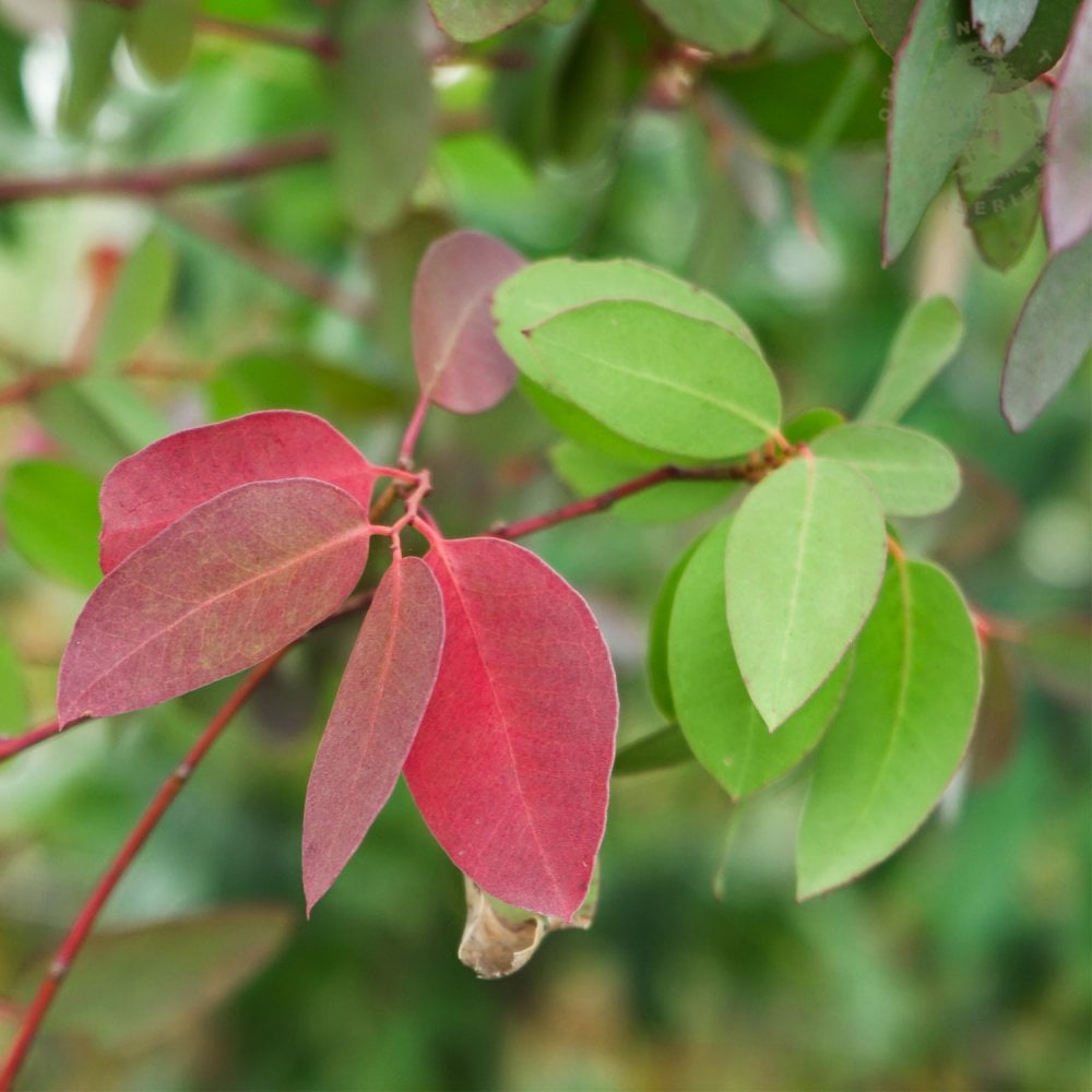Eucalyptus gunnii | Buy Evergreen Cider Gum Trees | Ornamental Trees