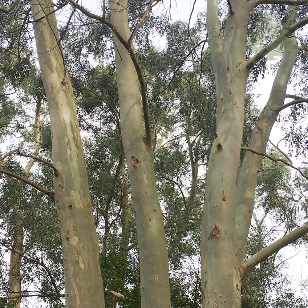 Eucalyptus gunnii | Buy Evergreen Cider Gum Trees | Ornamental Trees