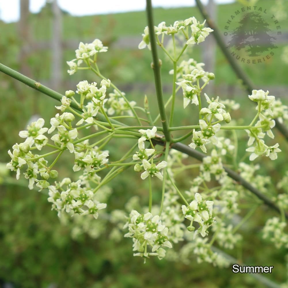 Euonymus europaeus Red Cascade | Shop Spindle Trees | Ornamental Trees