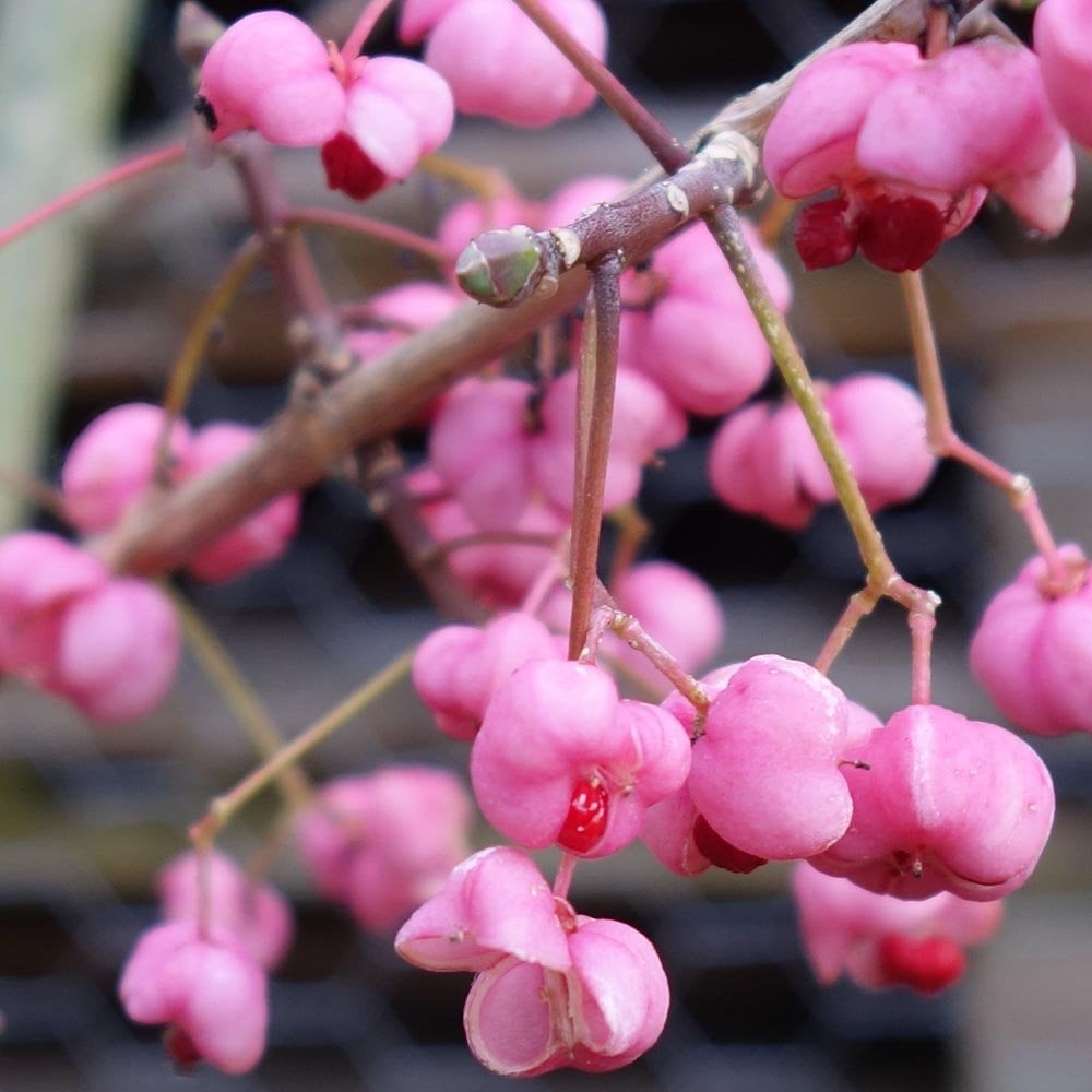 Euonymus Miss Pinkie | Hamiltons Spindle Tree Bush | Ornamental Trees