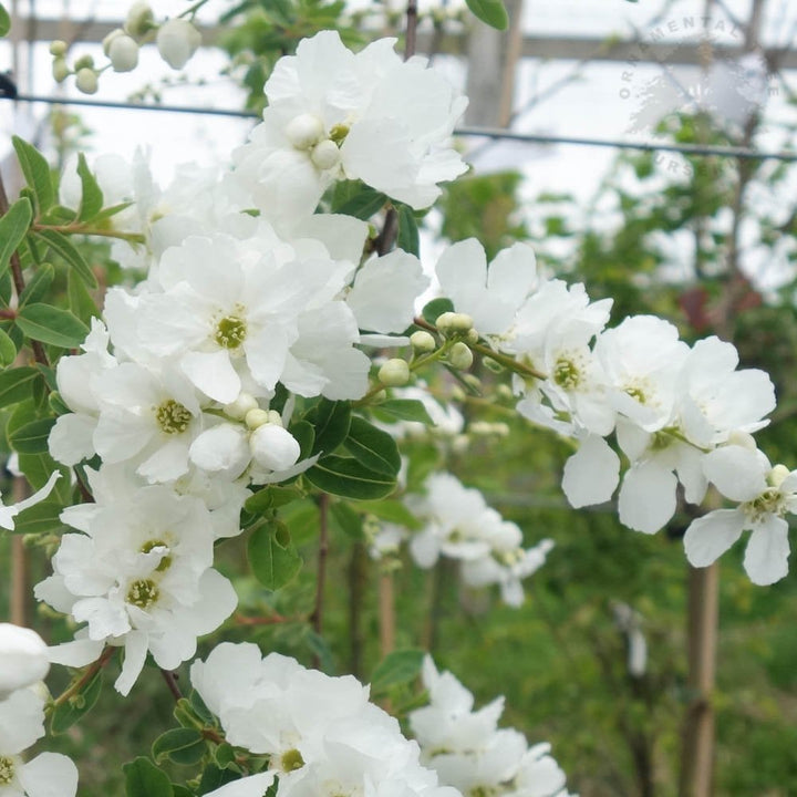 Prunus Shogetsu | Shimidsu Blushing Bride Cherry Blossom | Ornamental Trees