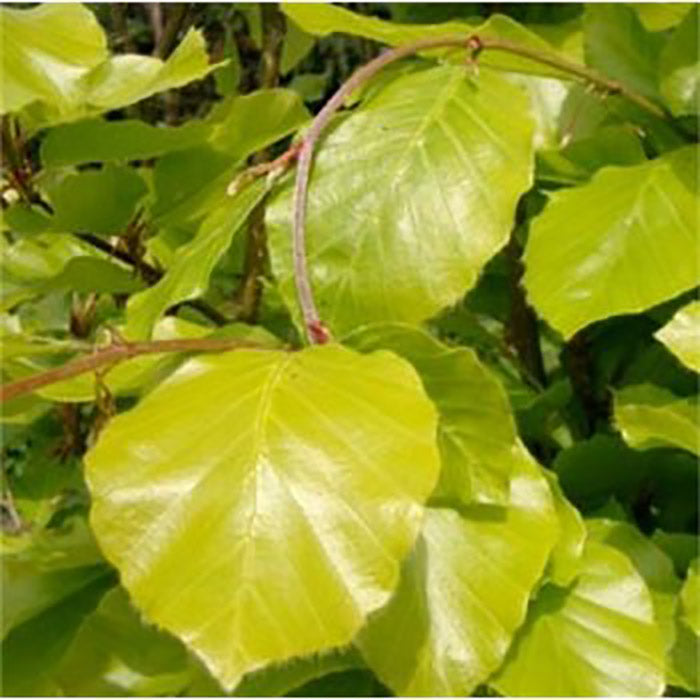 Fagus sylvatica Dawyck Gold | Golden Upright Beech | Ornamental Trees