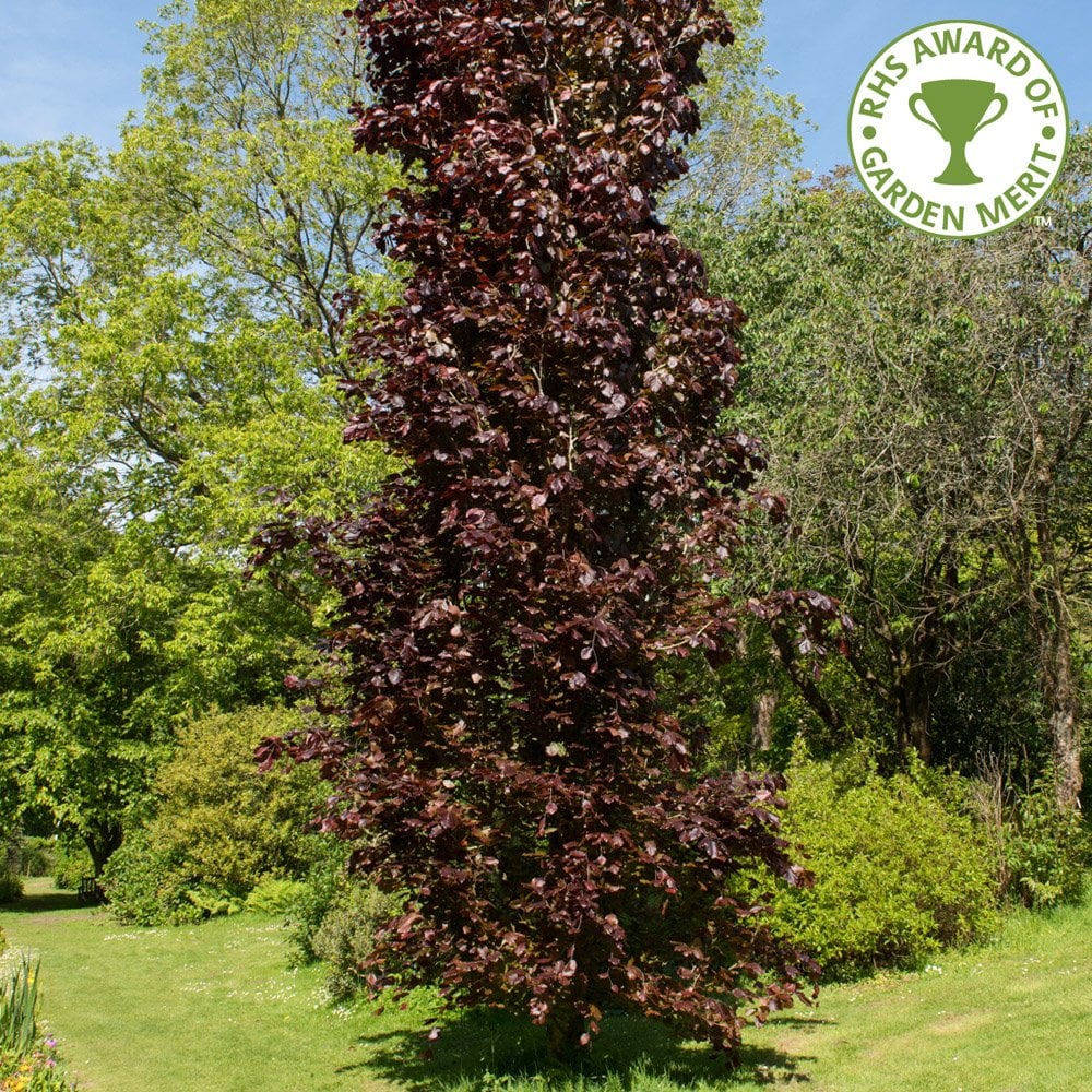 Beech Trees For Sale | Fagus | Ornamental Trees