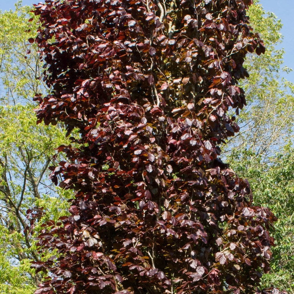 Fagus sylvatica Dawyck Purple | Upright Beech | Ornamental Trees