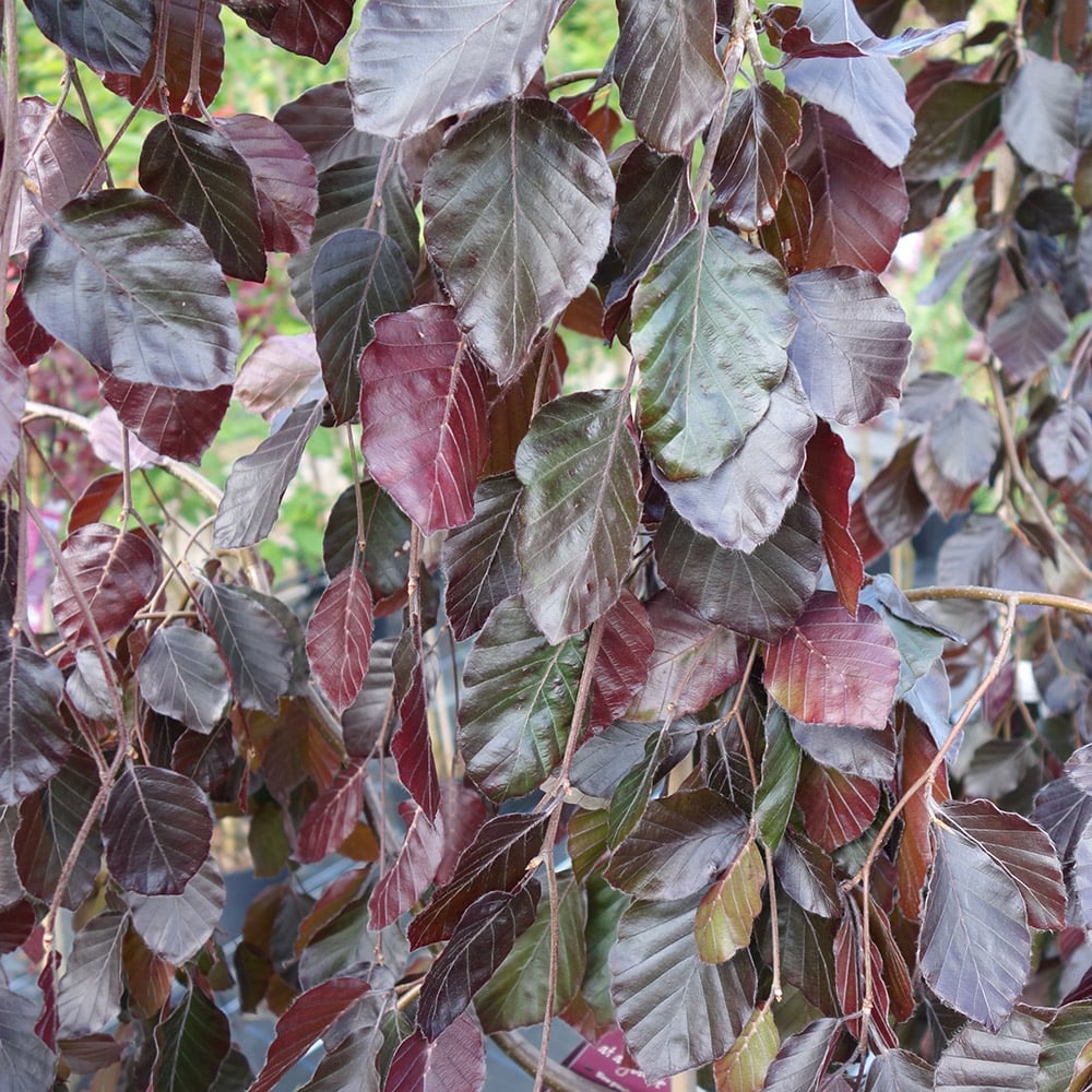 Fagus sylvatica Purple Fountain | Weeping Beech | Ornamental Trees