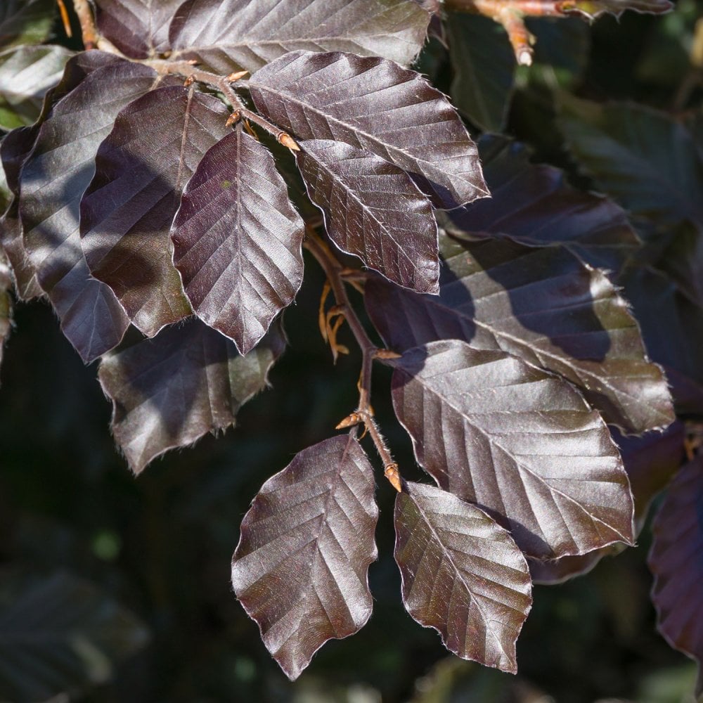 Fagus sylvatica purpurea | Copper Purple Beech | Ornamental Trees
