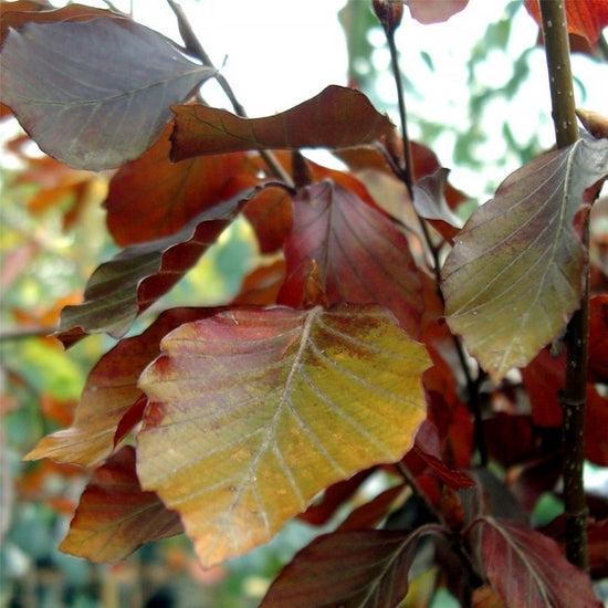 Fagus sylvatica purpurea | Copper Purple Beech | Ornamental Trees