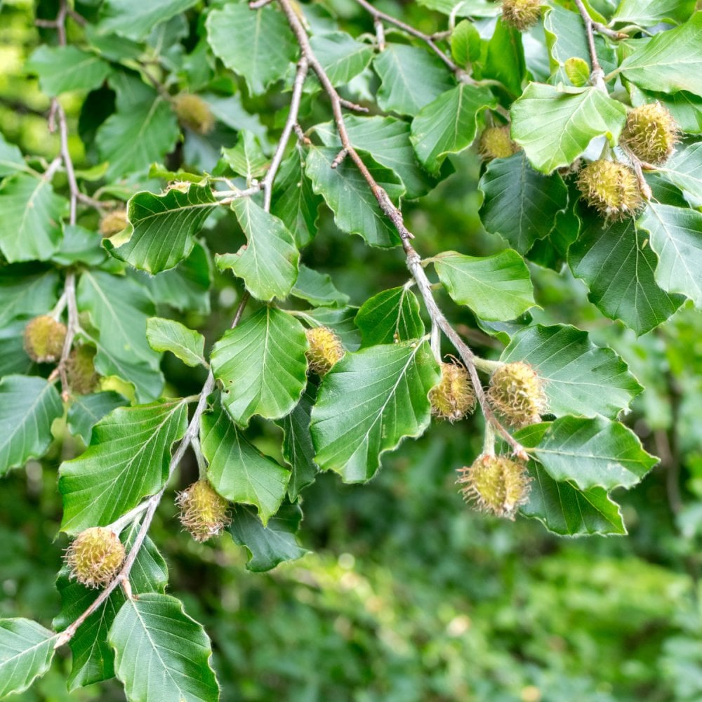 Fagus sylvatica | Green or Native Beech | Ornamental Trees